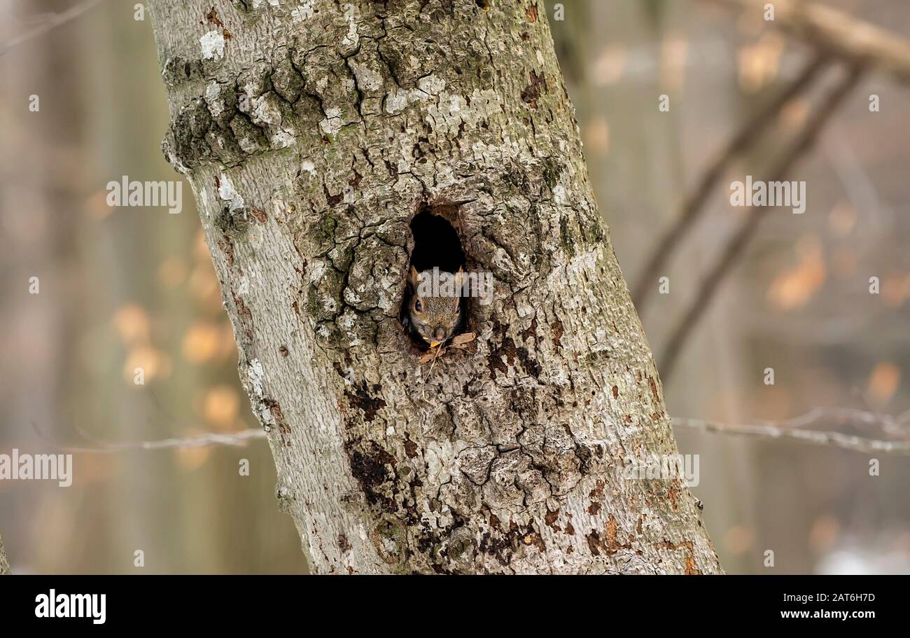 Squirrel. Eastern gray squirrel in cavity, natural scene from wisconsin ...