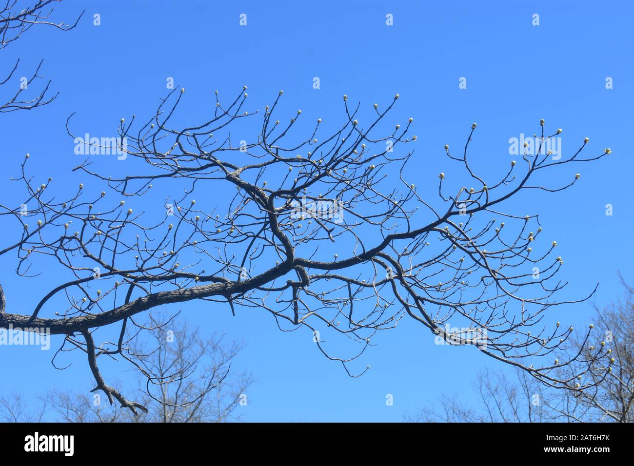 New buds and leaves are forming on the branches of an oak tree in the ...