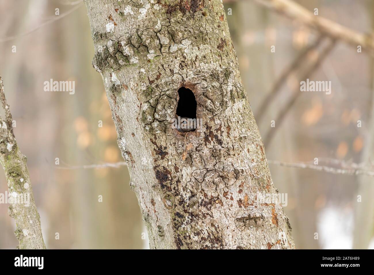 Squirrel. Eastern gray squirrel in cavity, natural scene from wisconsin ...