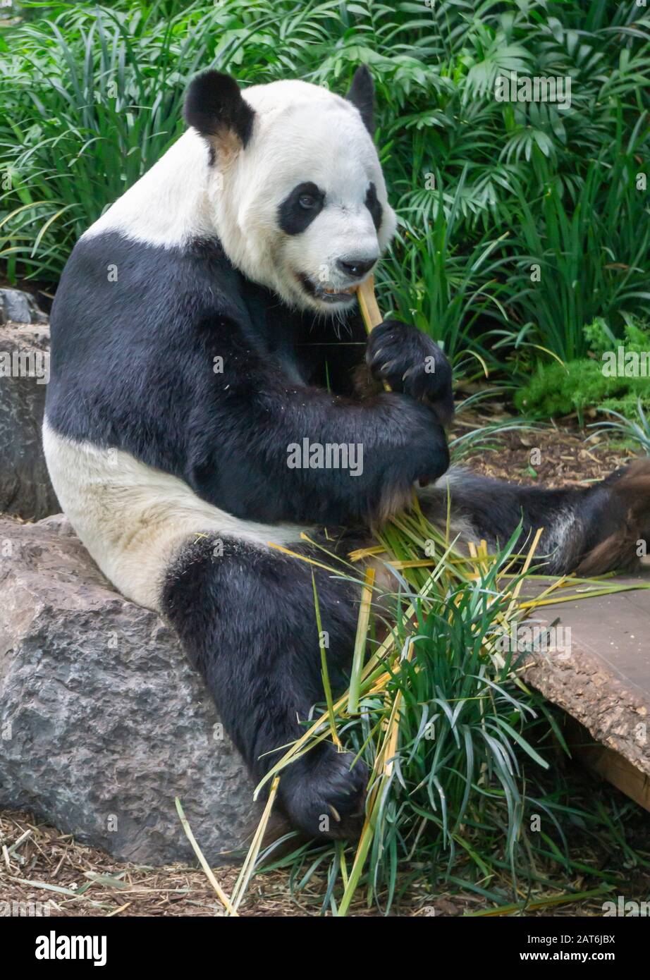Giant panda Calgary Alberta Stock Photo - Alamy