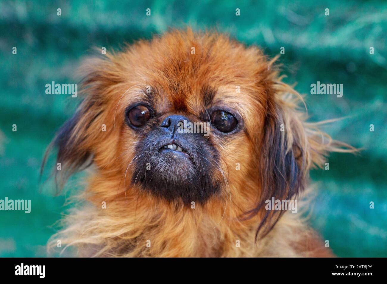 Sad old sick dog with tears in his eyes Stock Photo - Alamy