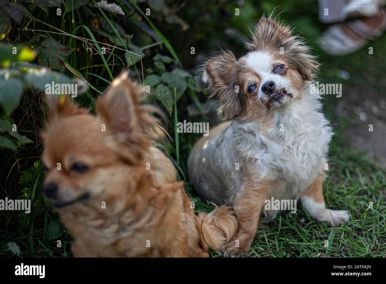 Are Small Dogs Smart