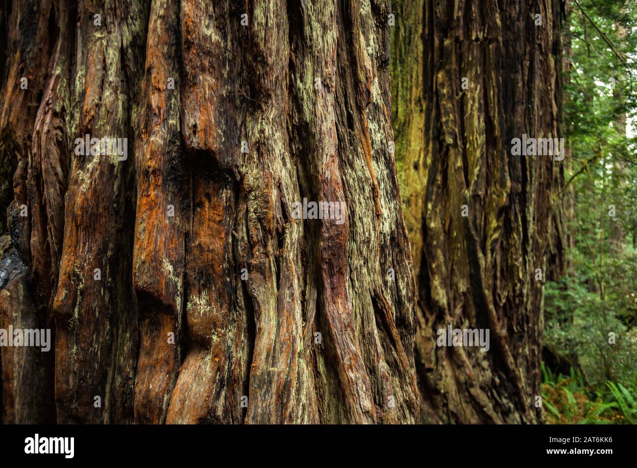 The Large Bark of Redwood Trees in Pacific northwest forest Stock Photo ...