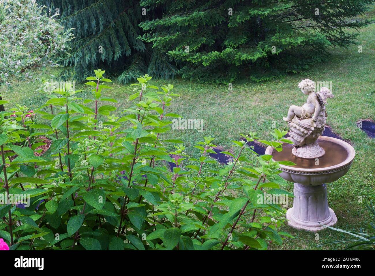 Top view of Hydrangea paniculata 'Ruby' shrub and Angel water fountain ...