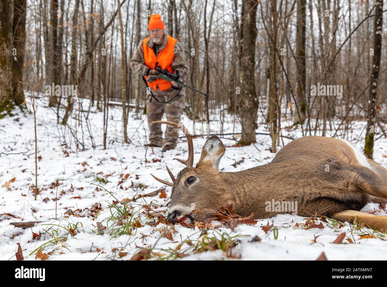 Deer hunter approaches his harvested buck in northern Wisconsin Stock ...