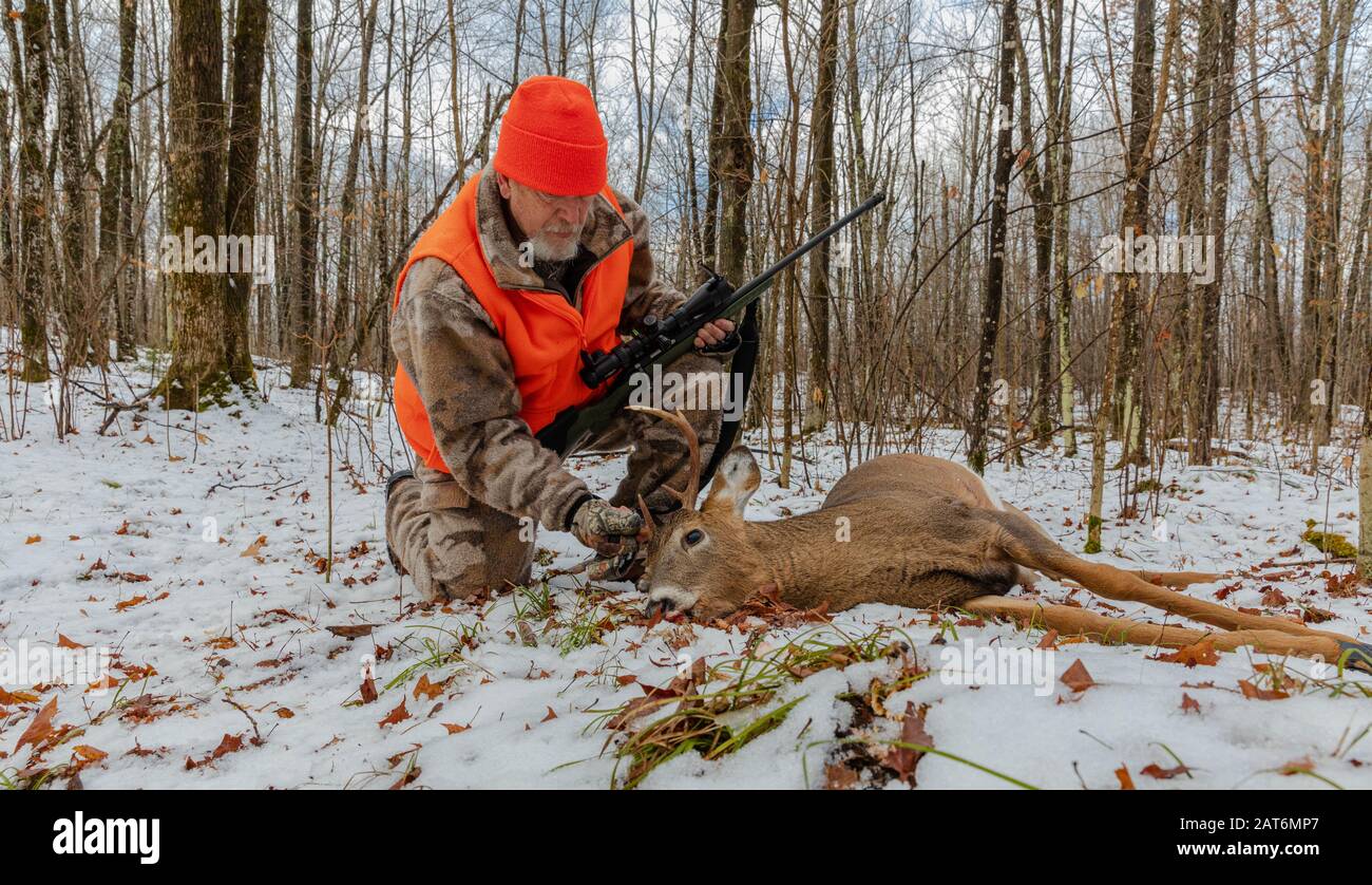 Deer hunter examines his white-tailed buck in northern Wisconsin Stock ...