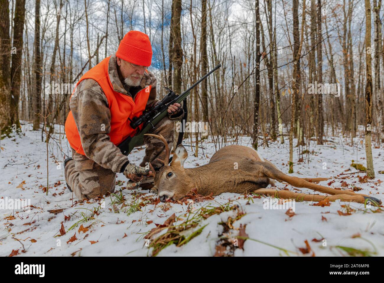 Deer hunter examines his white-tailed buck in northern Wisconsin Stock ...