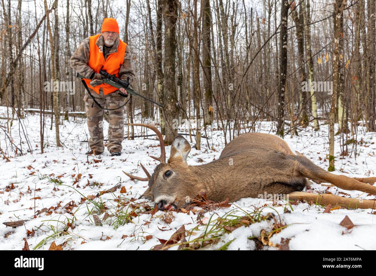 Deer hunter approaches his harvested buck in northern Wisconsin Stock ...