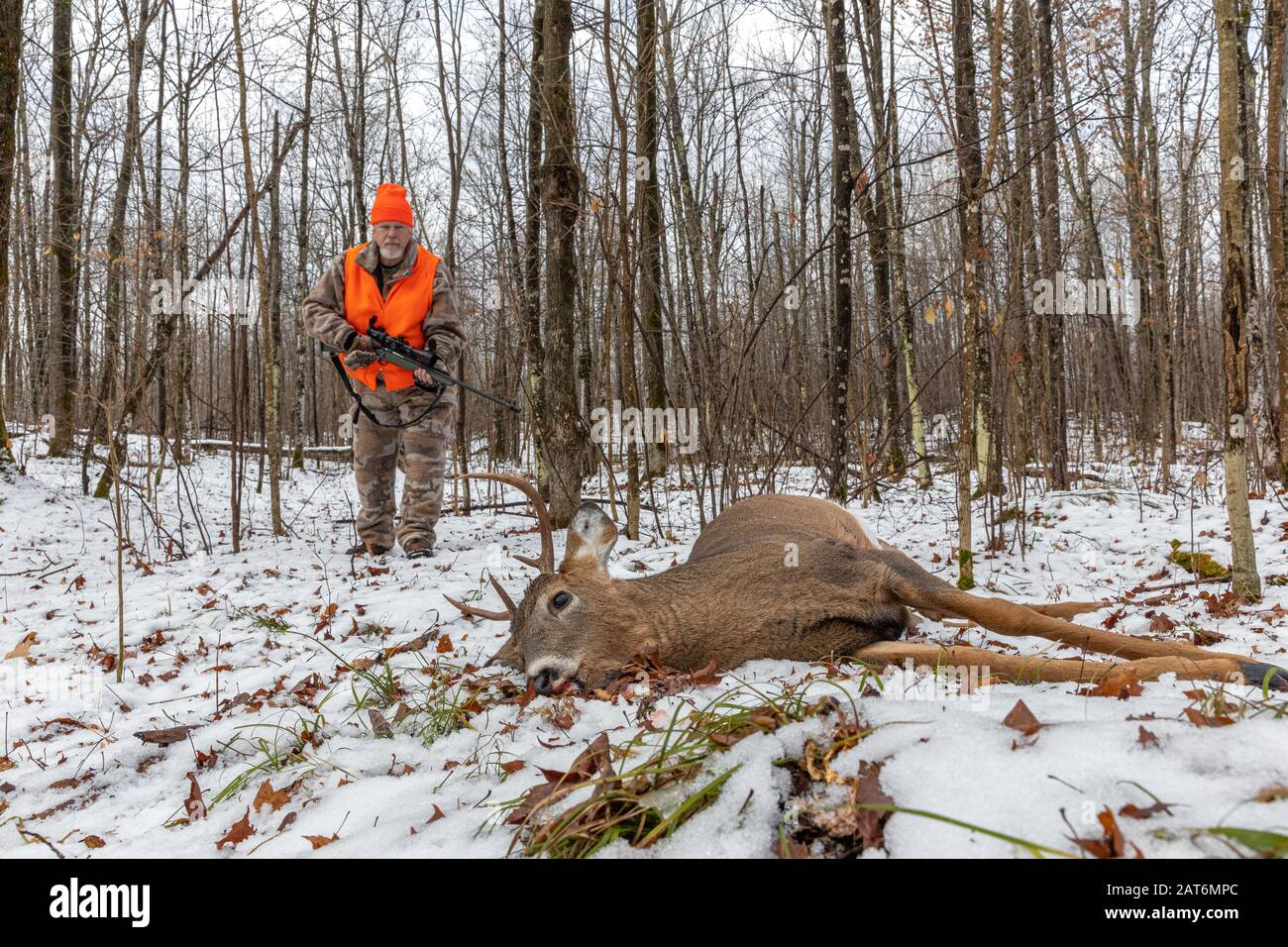 Deer hunter approaches his harvested buck in northern Wisconsin Stock ...