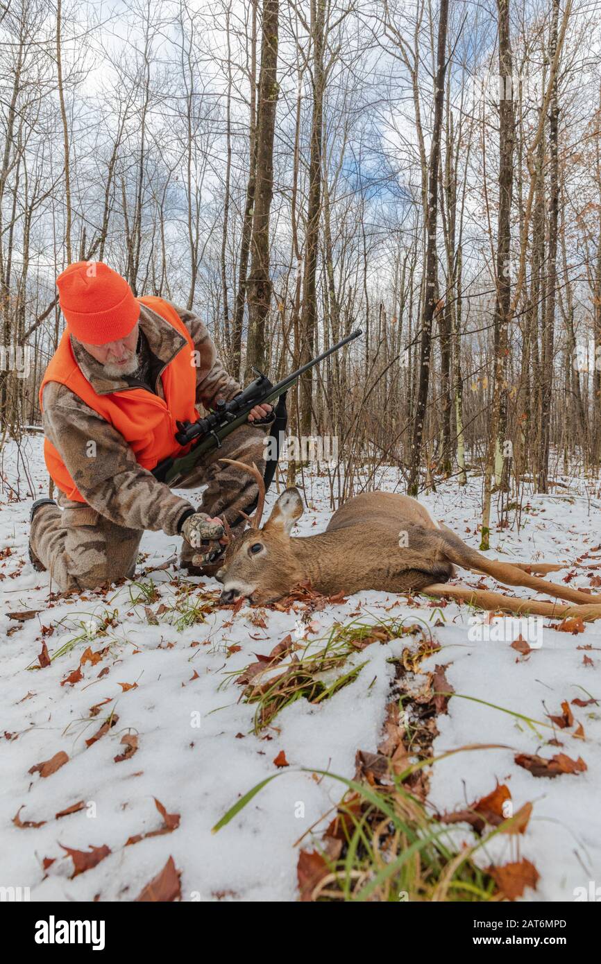 Deer hunter examines his white-tailed buck in northern Wisconsin Stock ...