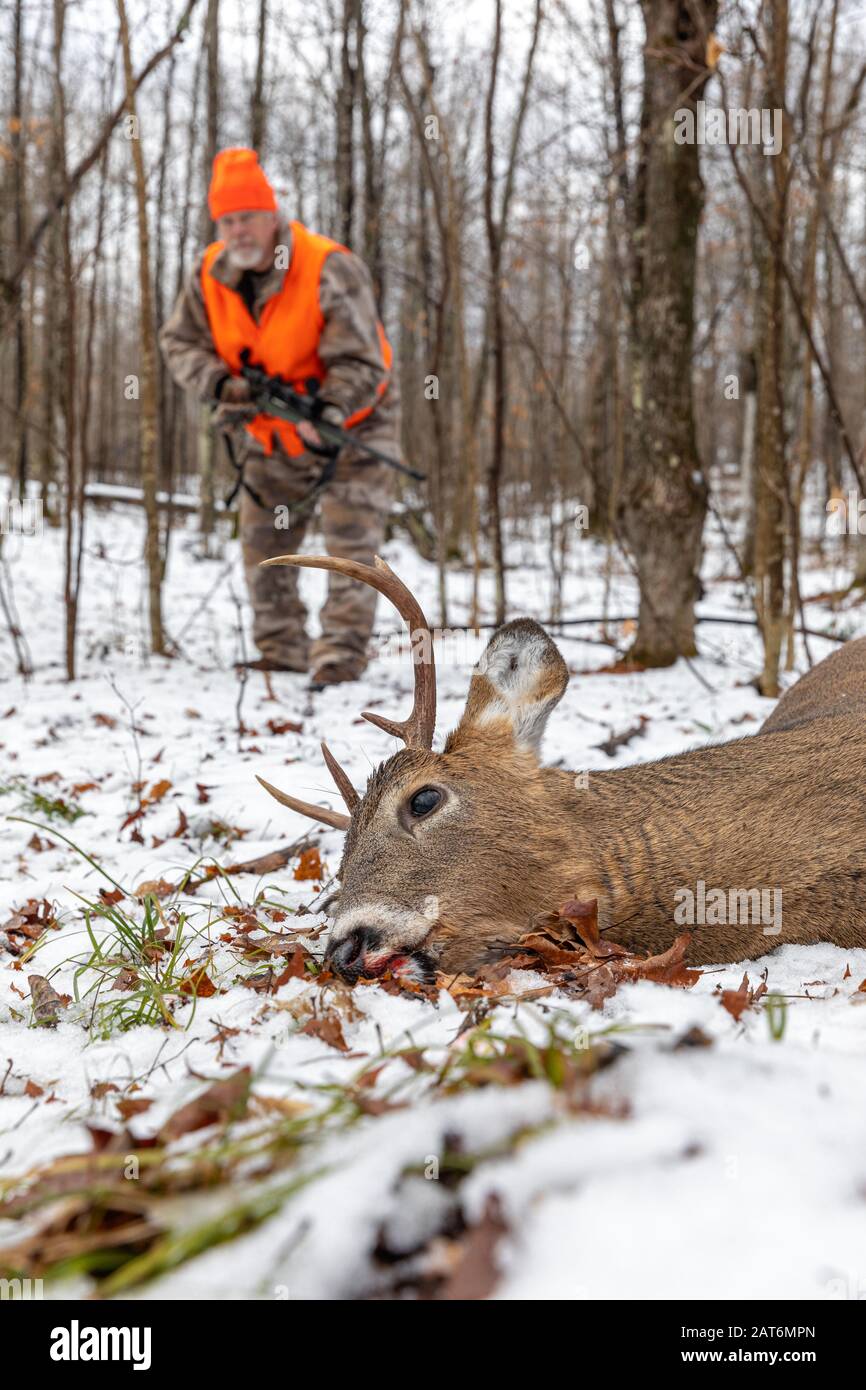 Approached buck hi-res stock photography and images - Alamy