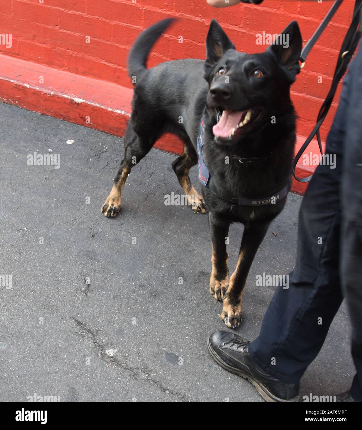Timmy the dog hi-res stock photography and images - Alamy