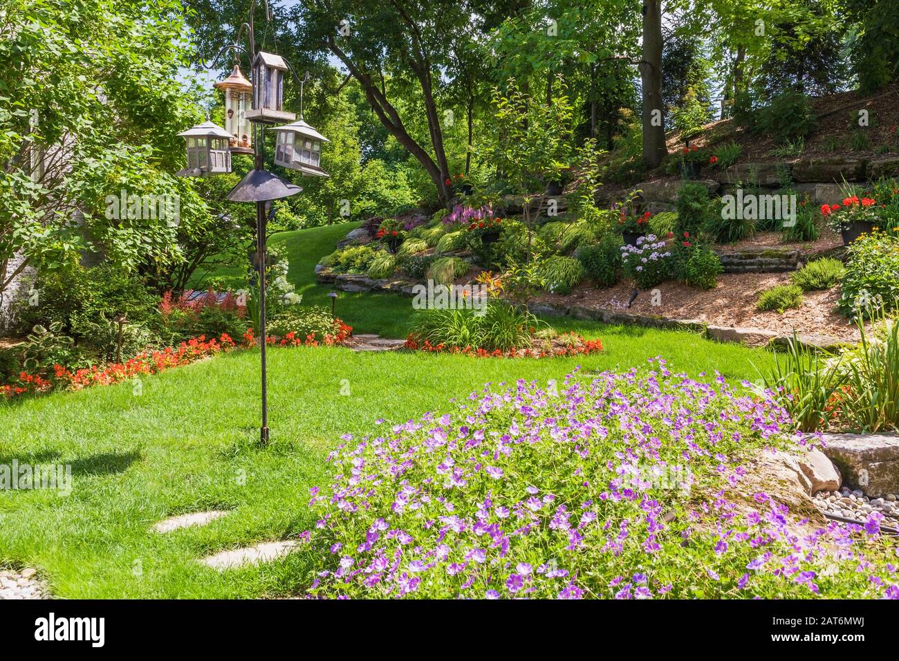 Geranium johnsons blue flowers hi-res stock photography and images - Alamy