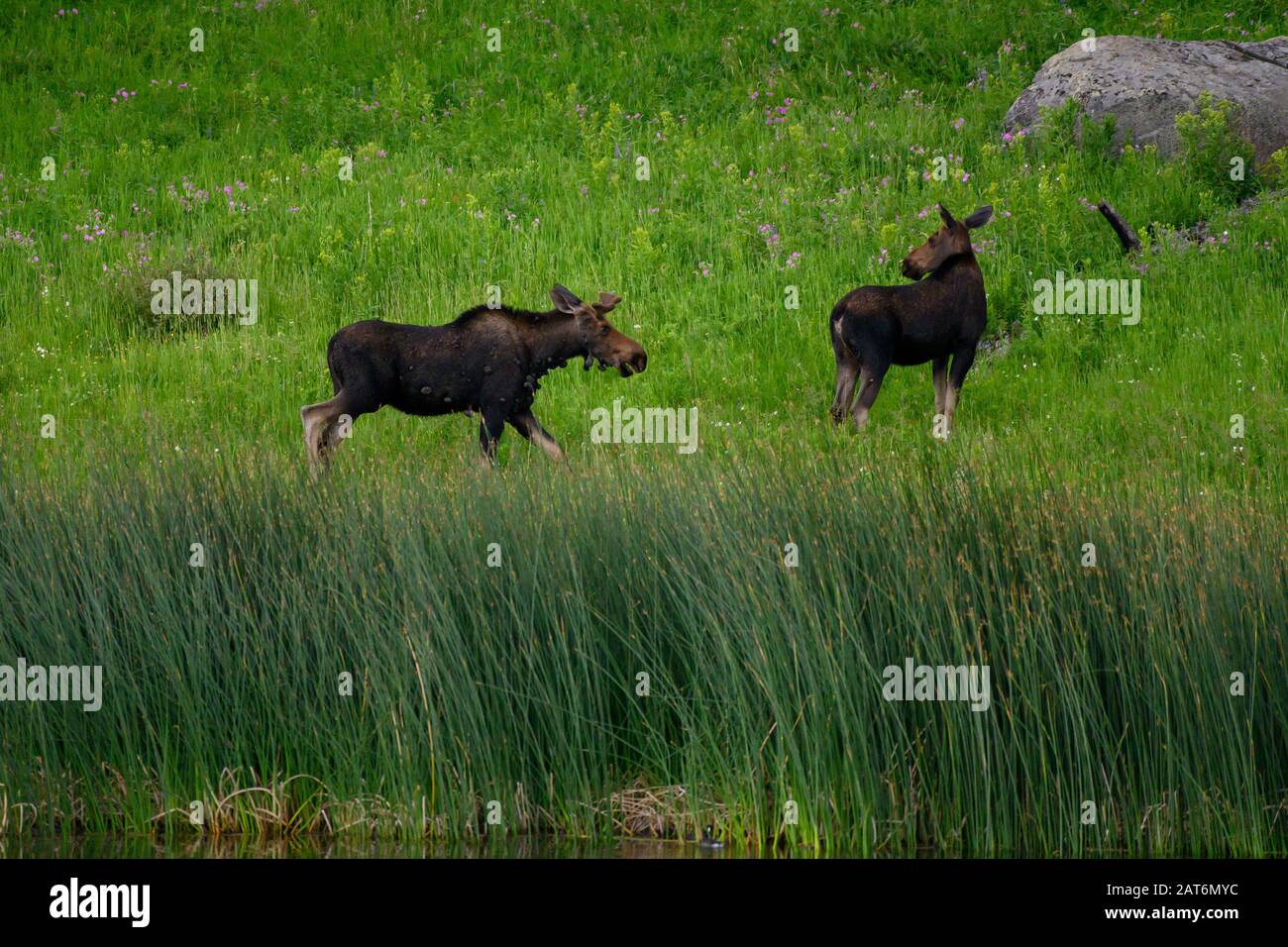Two Moose Walk Through Grasses Alongside Pond and wildflowers Stock ...