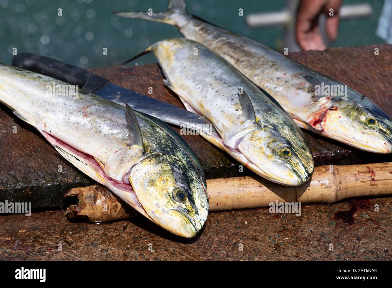 Fish pier, Parlatuvier, Tobago, Trinidad and Tobago Stock Photo - Alamy