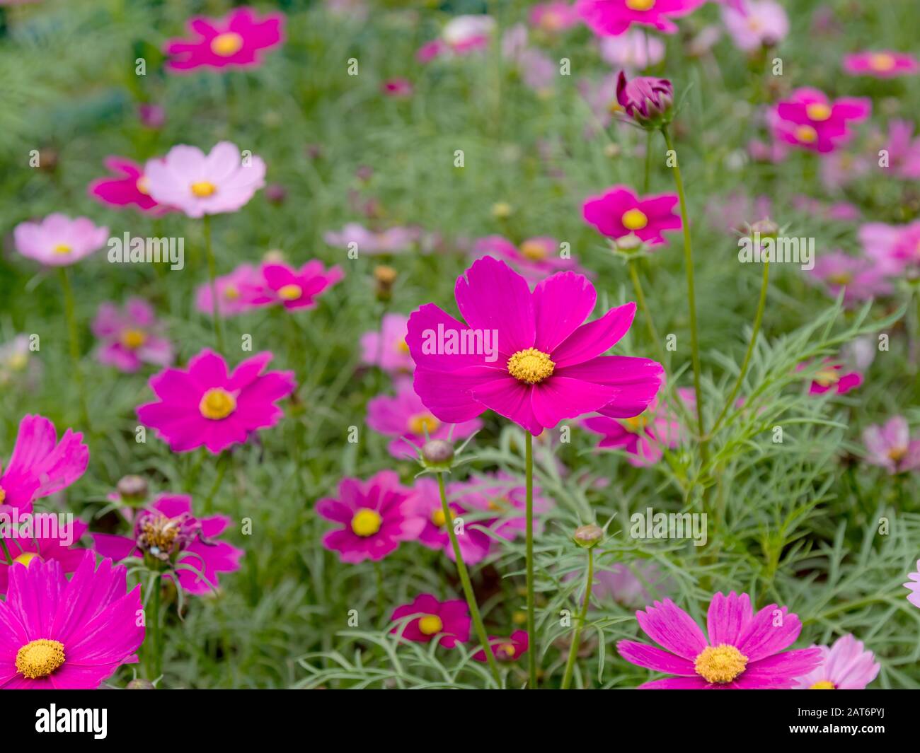 Purple cosmo flower hi-res stock photography and images - Alamy