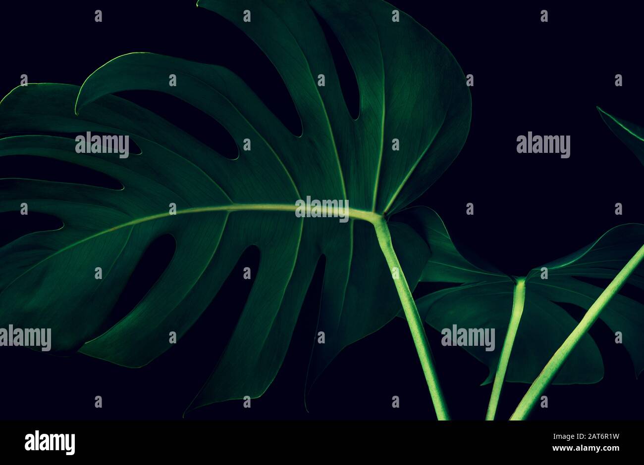 Beautiful monstera leaves (leaf) on black color for decorating ...