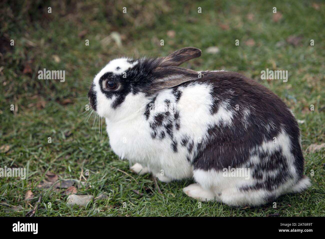 Rabbit iceland hi-res stock photography and images - Alamy