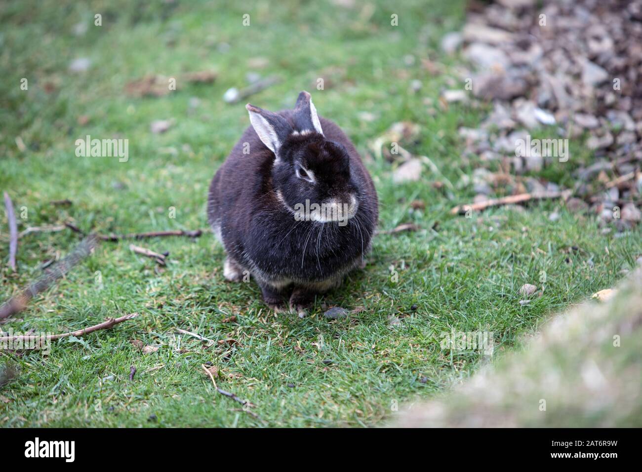 Rabbit iceland hi-res stock photography and images - Alamy