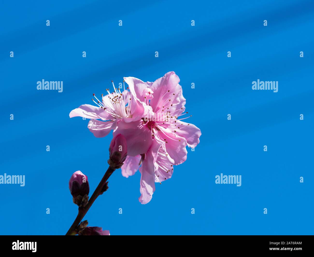 Bright pink and magenta peach fruit tree flowers with a blue background ...