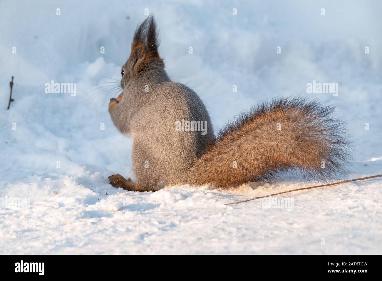 A rear view of a squirrel in grey winter coat against the snow ...