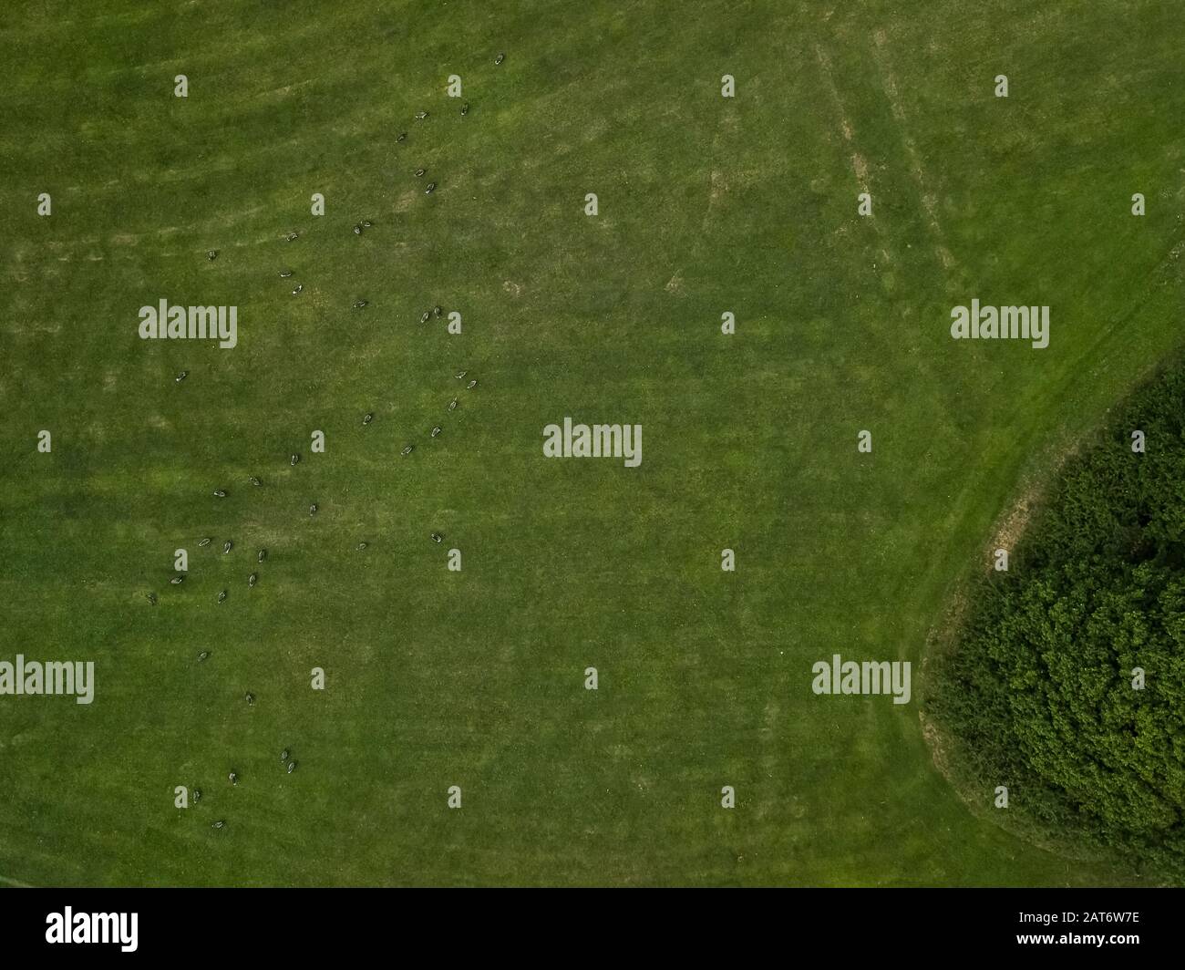 Drone top view ducks hi-res stock photography and images - Alamy