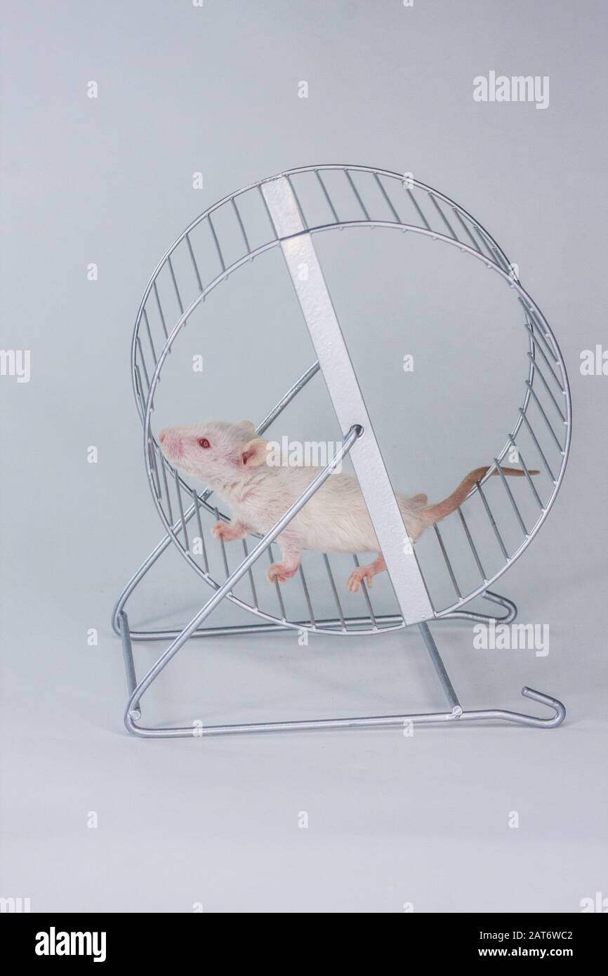Labor concept. White mouse in a wheel Stock Photo - Alamy