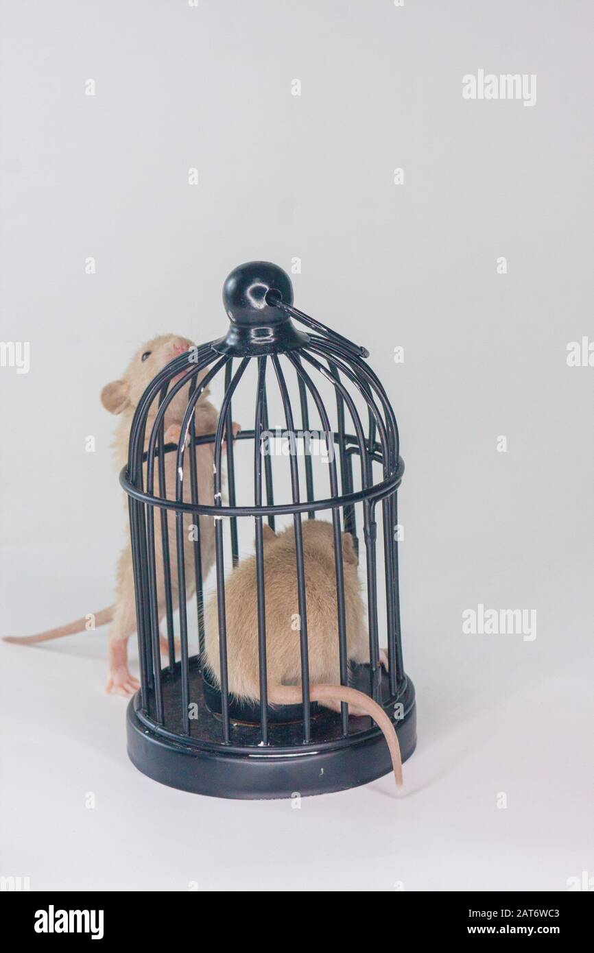 The mouse in the cage. Black little cage. Concept of imprisonment Stock ...