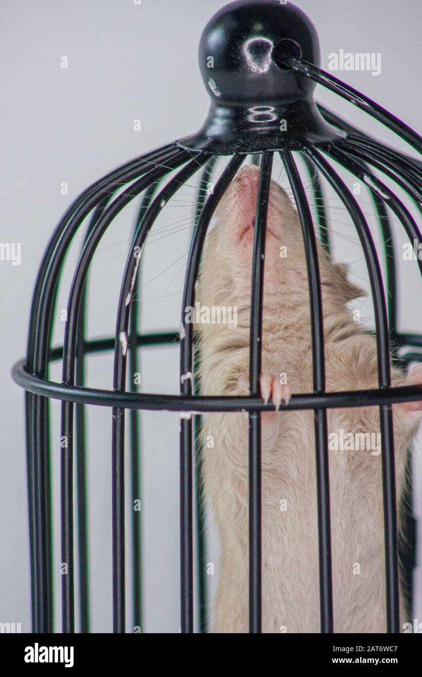 The mouse in the cage. Black little cage. Concept of imprisonment Stock ...