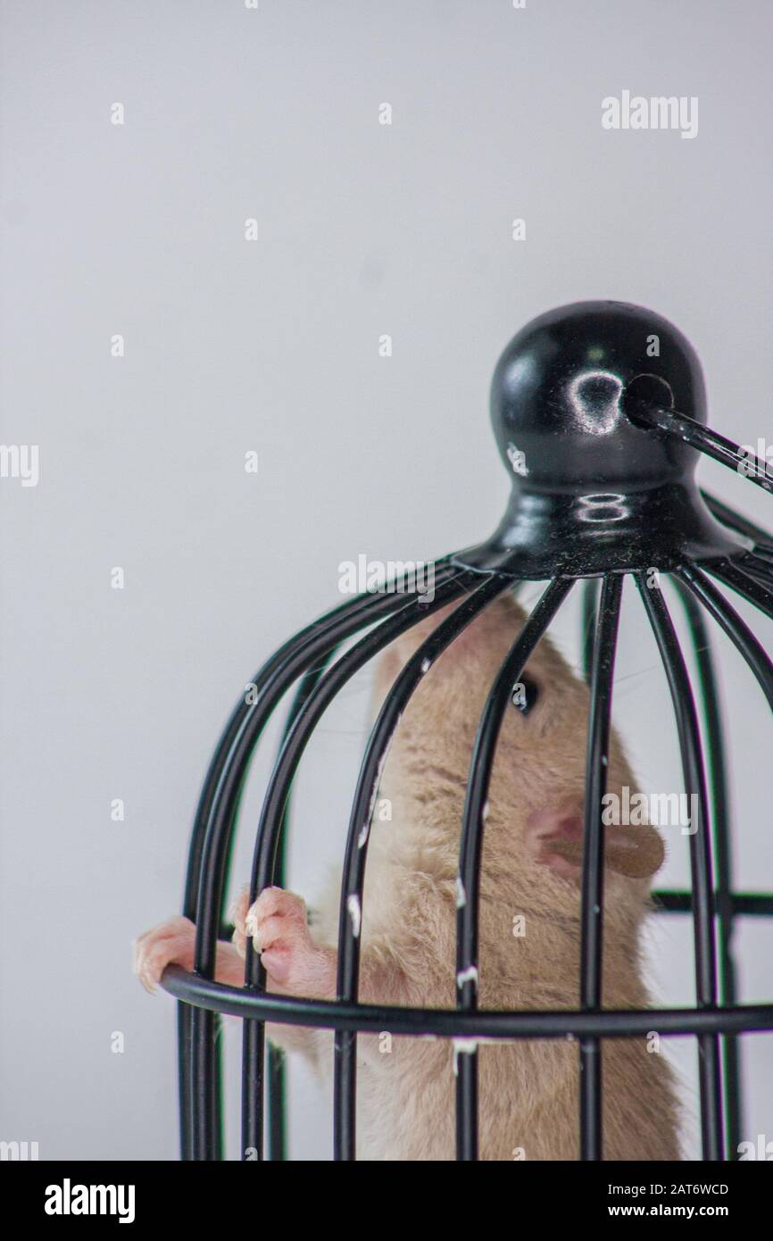 The mouse in the cage. Black little cage. Concept of imprisonment Stock ...