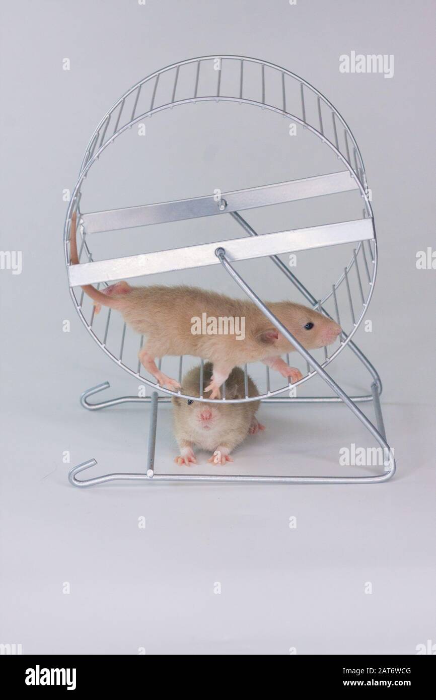 Spin mouse High Resolution Stock Photography and Images - Alamy