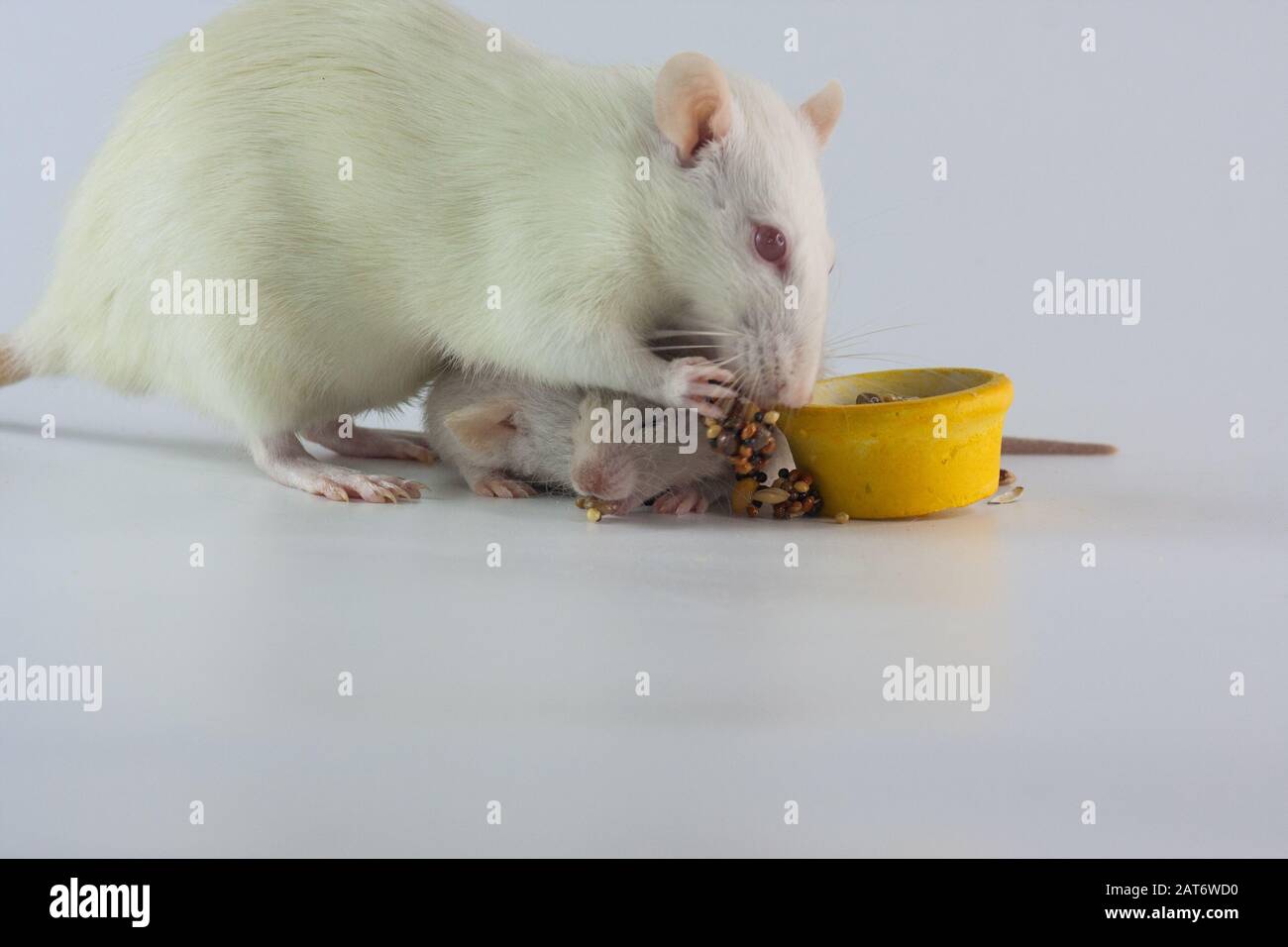 Rat mom feeds her cub pups on a white background. Laboratory rat cute ...