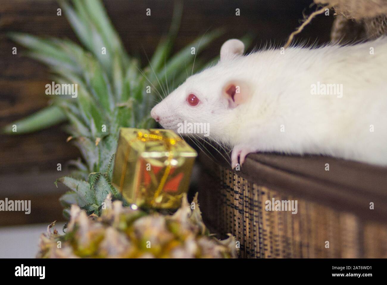 White rat with pineapple. Small pet and vitamins. gourmet Stock Photo ...