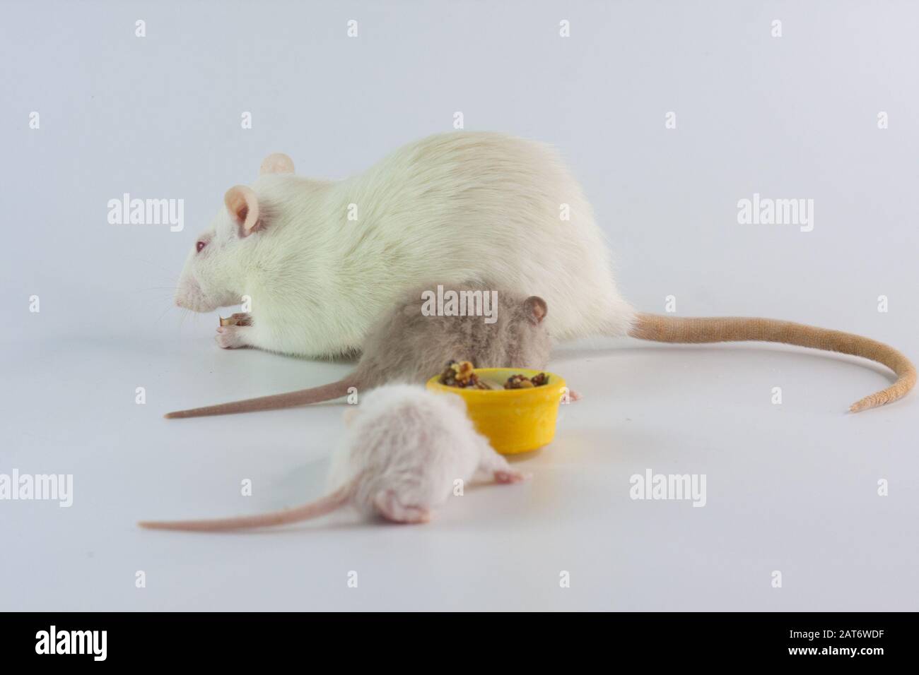 Rat mom feeds her cub pups on a white background. Laboratory rat cute ...