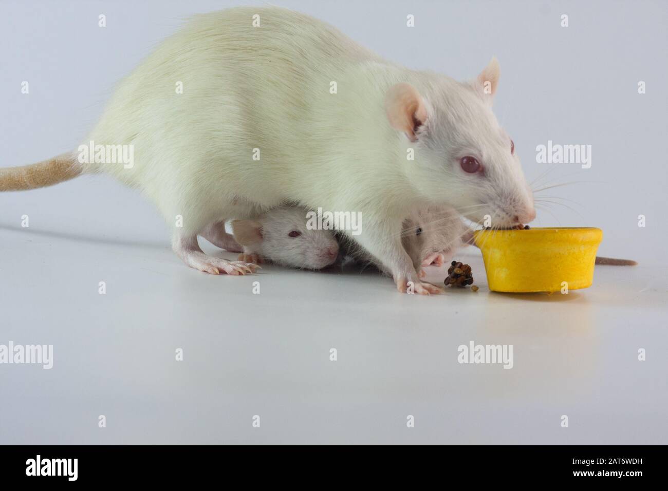 Rat mom feeds her cub pups on a white background. Laboratory rat cute ...