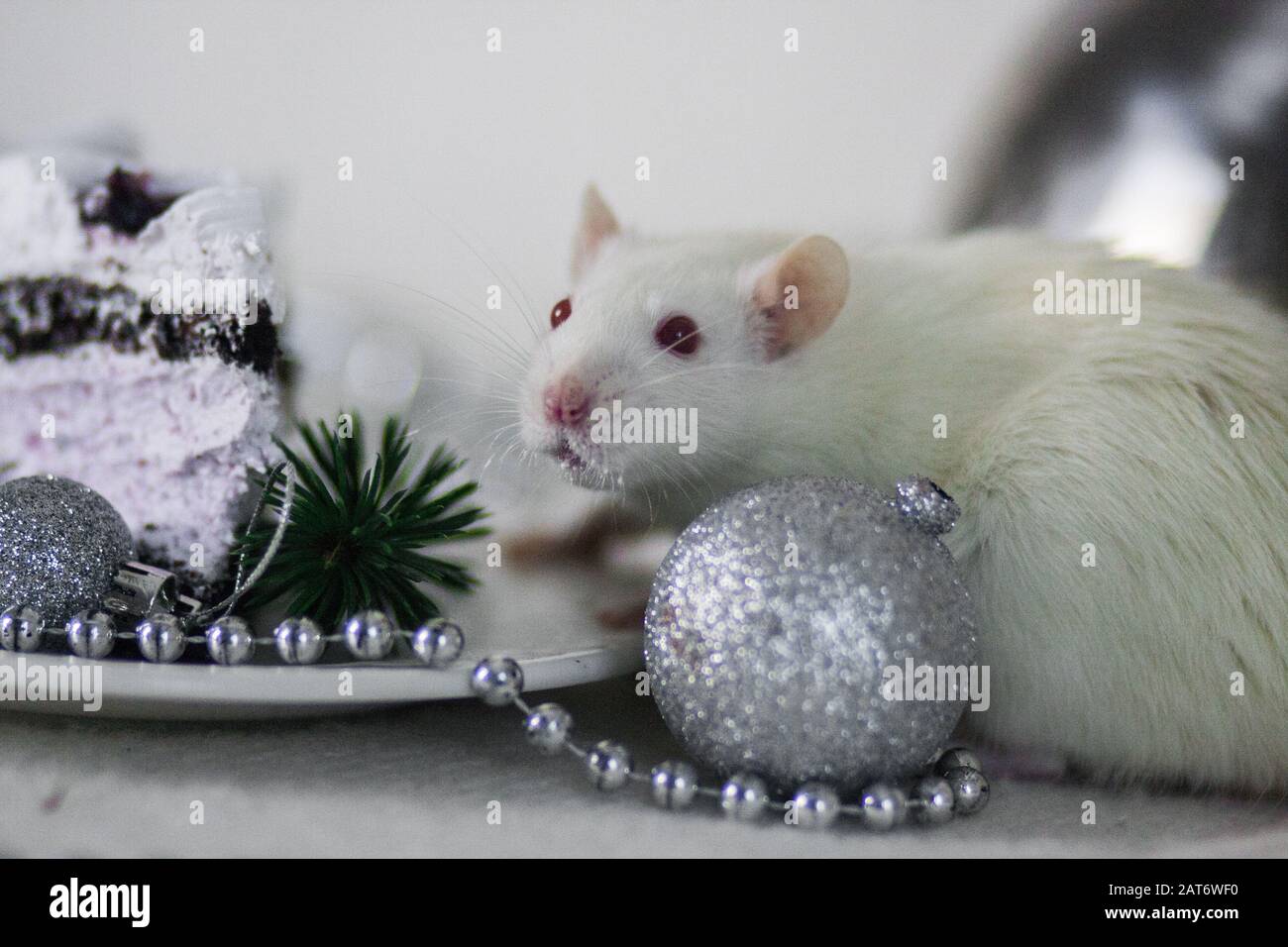 White rat eating a huge piece of cake on a white background. Beautiful ...