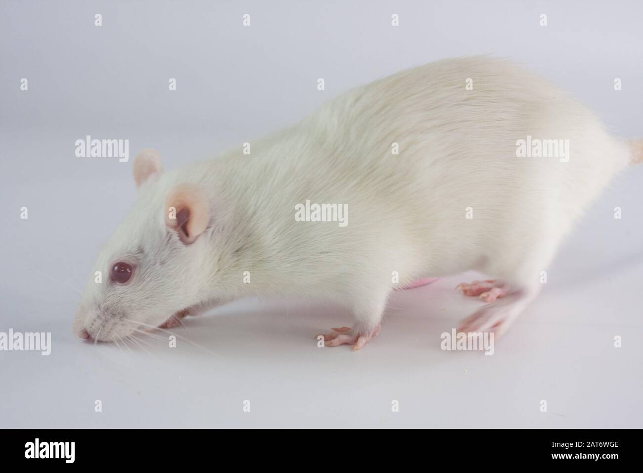 White rat on a white background. Symbol of 2020 Chinese calendar Stock ...