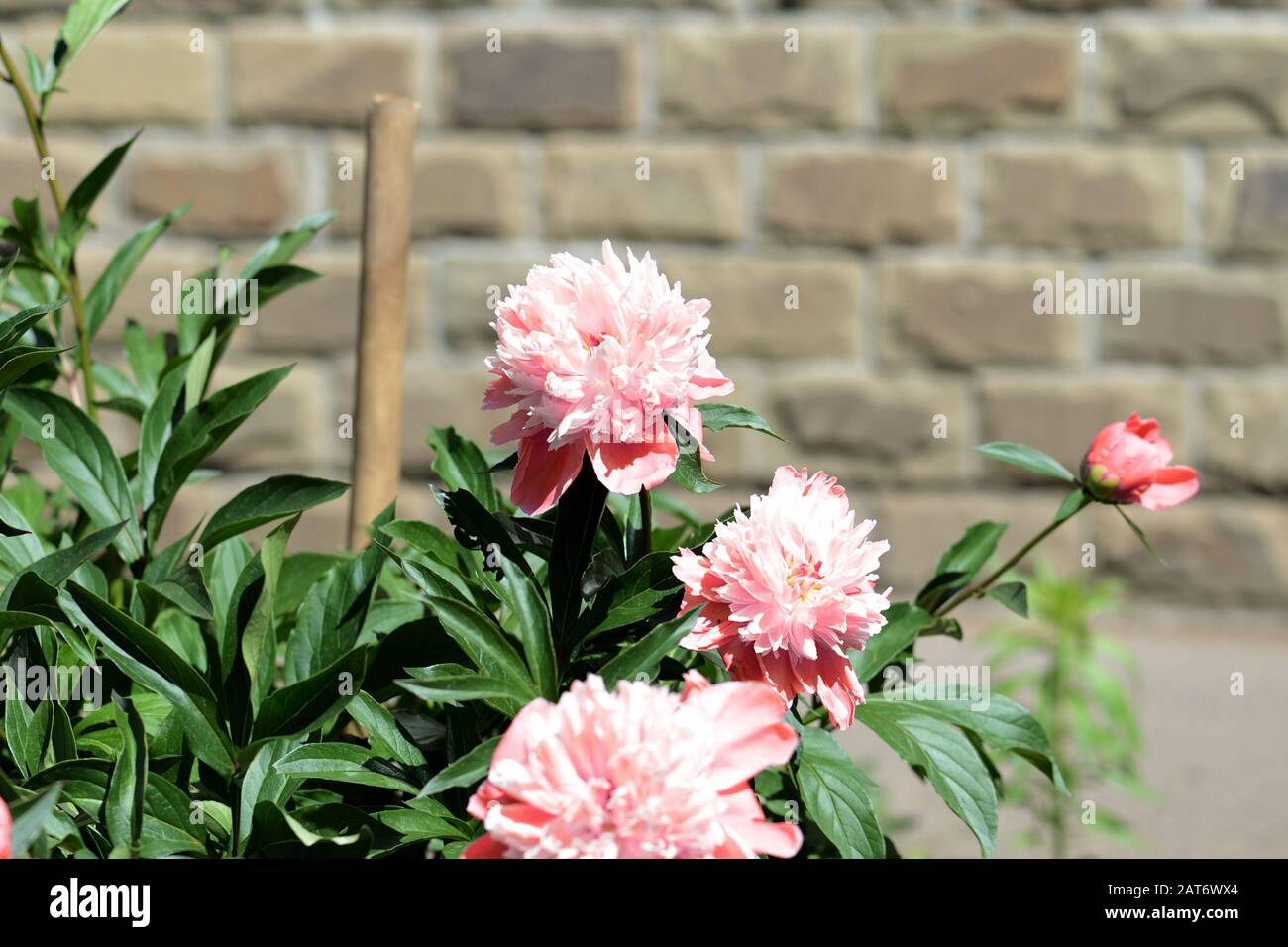 Beautiful peony flowers in the summer garden lit by the bright sun ...