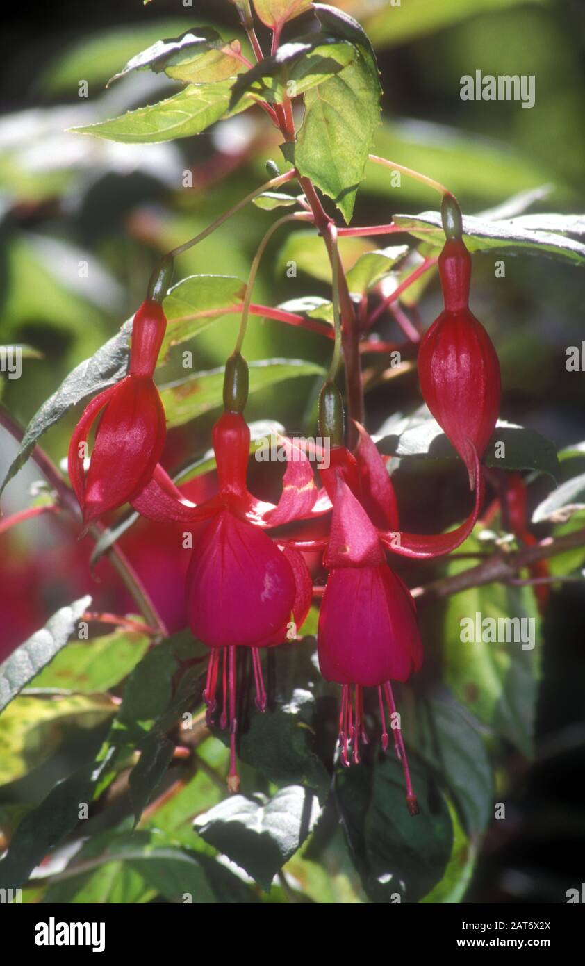 Fuchsia flowering plants hi-res stock photography and images - Alamy