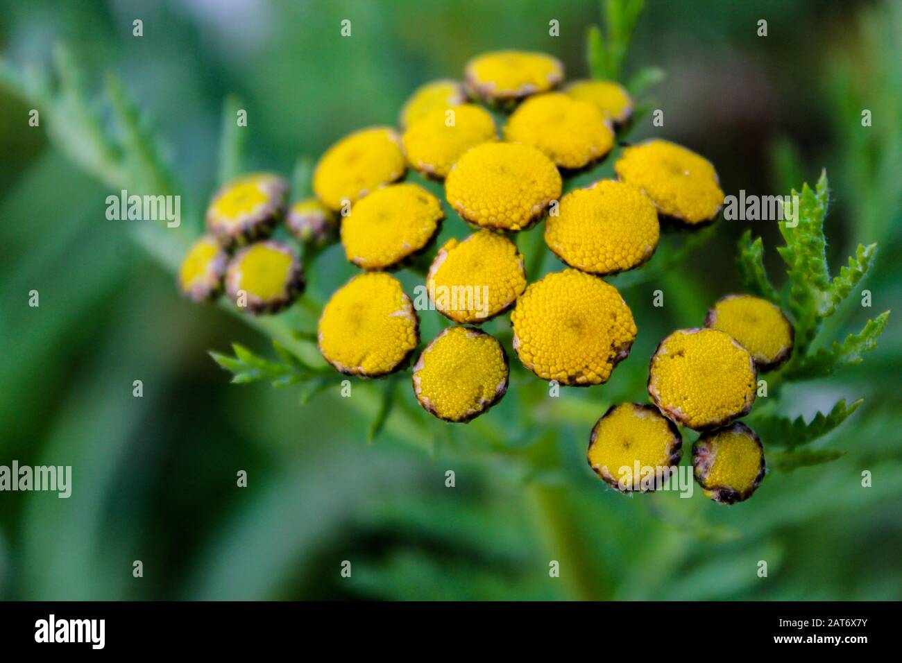 Yellow tansy flowers on the bright green background. Inflorescence of ...
