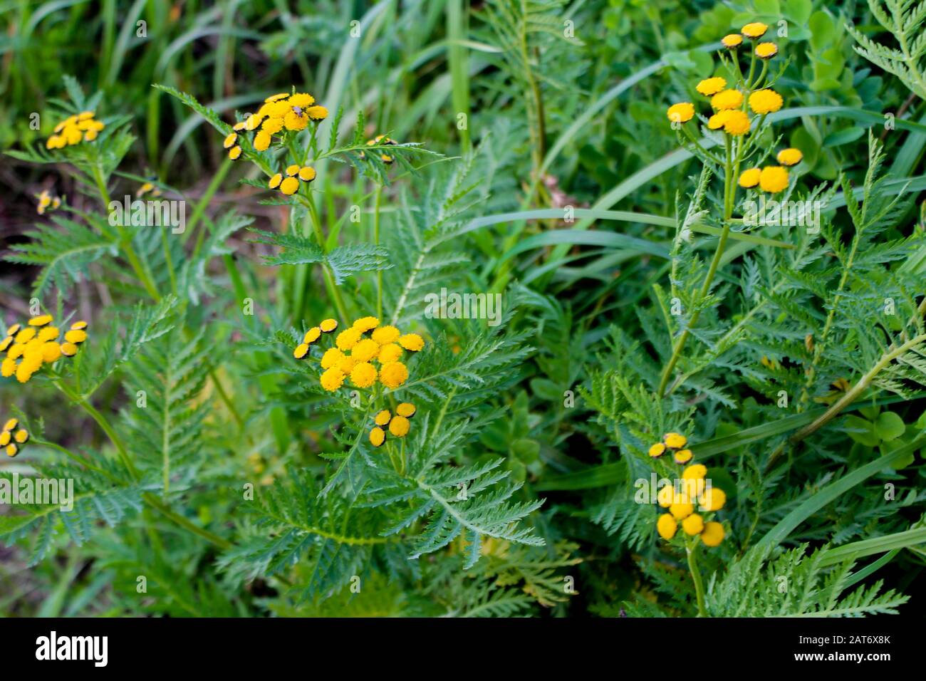 Yellow tansy flowers on the bright green background. Inflorescence of ...