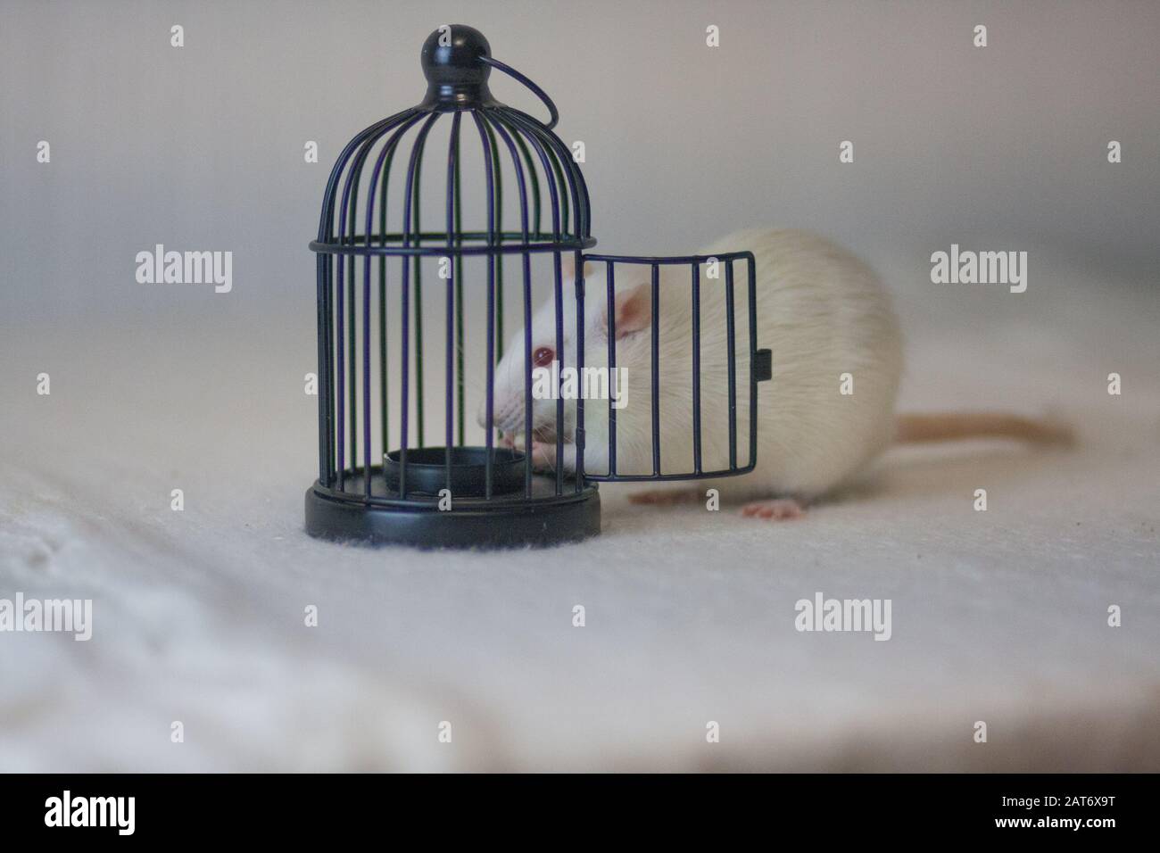 Big White Rat High Resolution Stock Photography and Images - Alamy