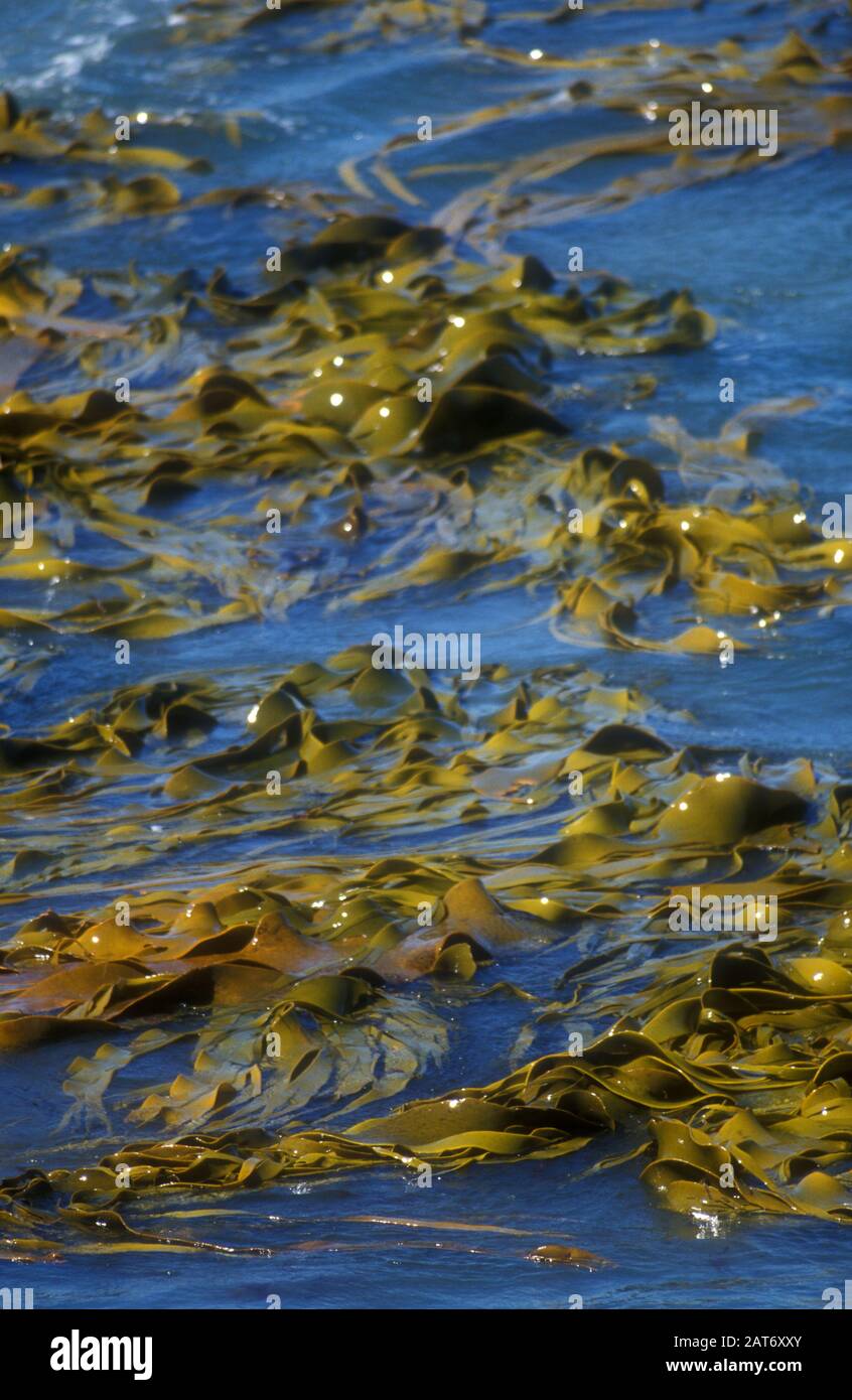 GREEN SEAWEED (KELP) COASTAL NEW SOUTH WALES, AUSTRALIA. In most kelp ...