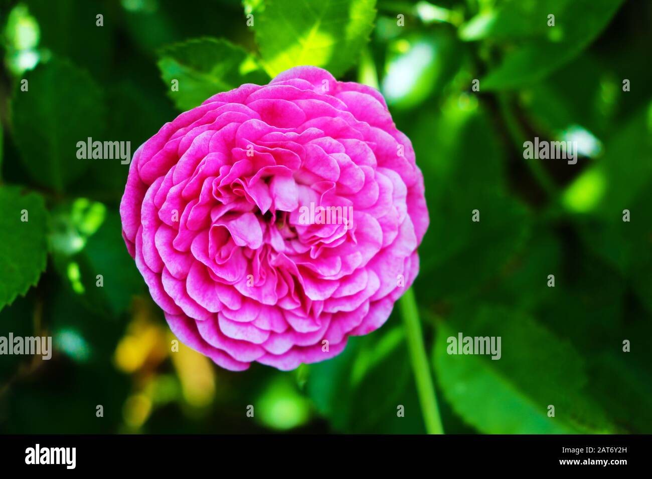 Bush roses hi-res stock photography and images - Alamy