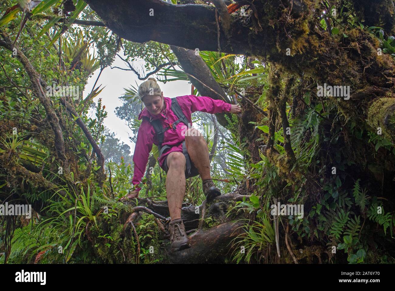 Hiking on Mt Tomaniivi, Fiji's highest mountain Stock Photo - Alamy