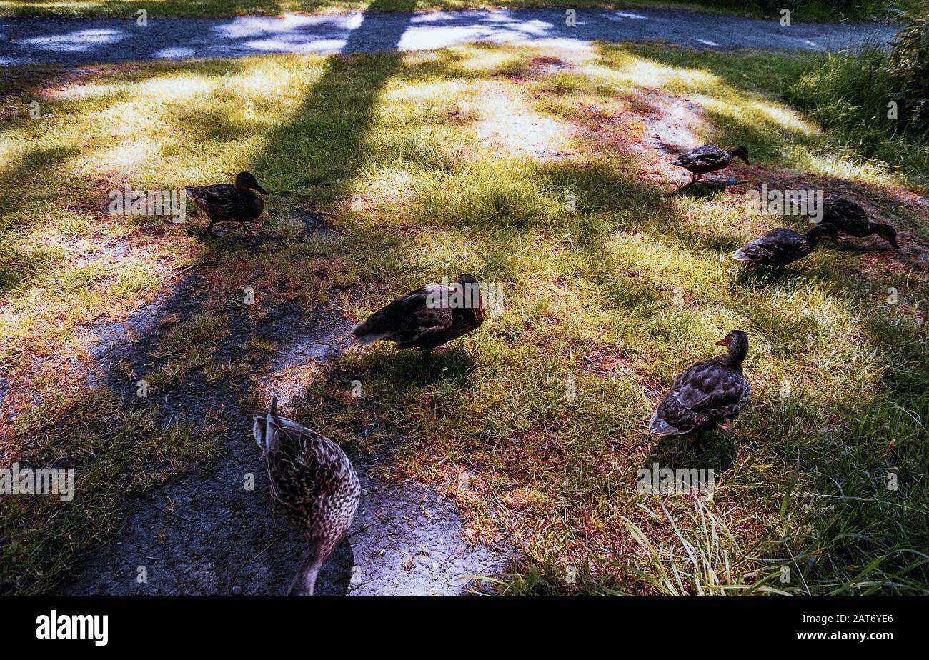 grounds and gardens of baddesley clinton stately home warwickshire ...