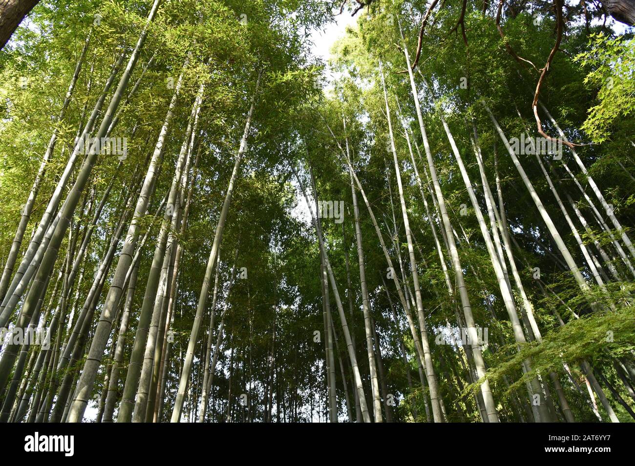 Silver Pavilion of Ginkaku-ji Temple Stock Photo - Alamy