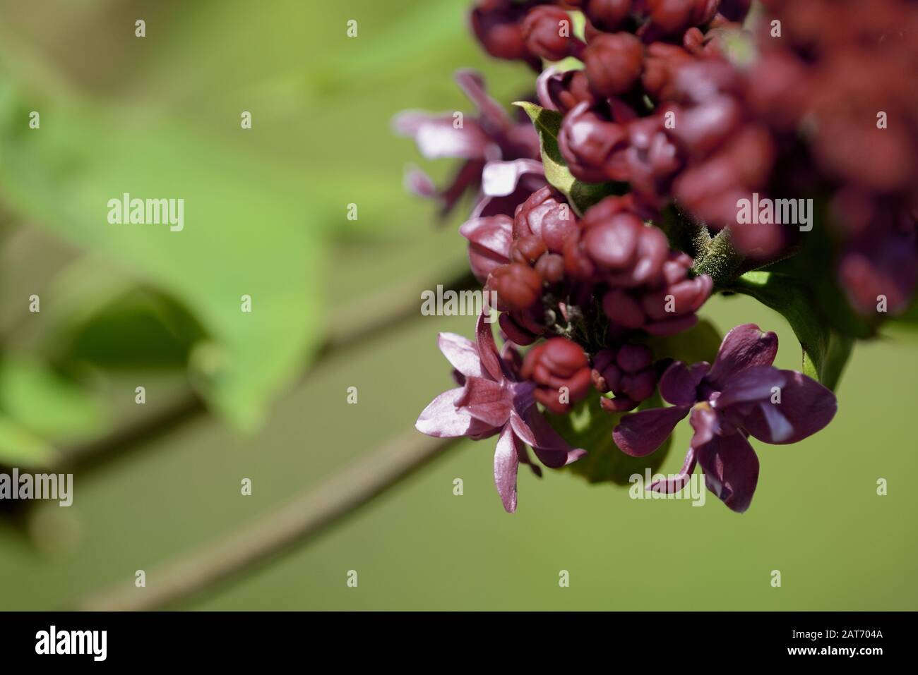 Dark purple lilac blossoms hi-res stock photography and images - Alamy