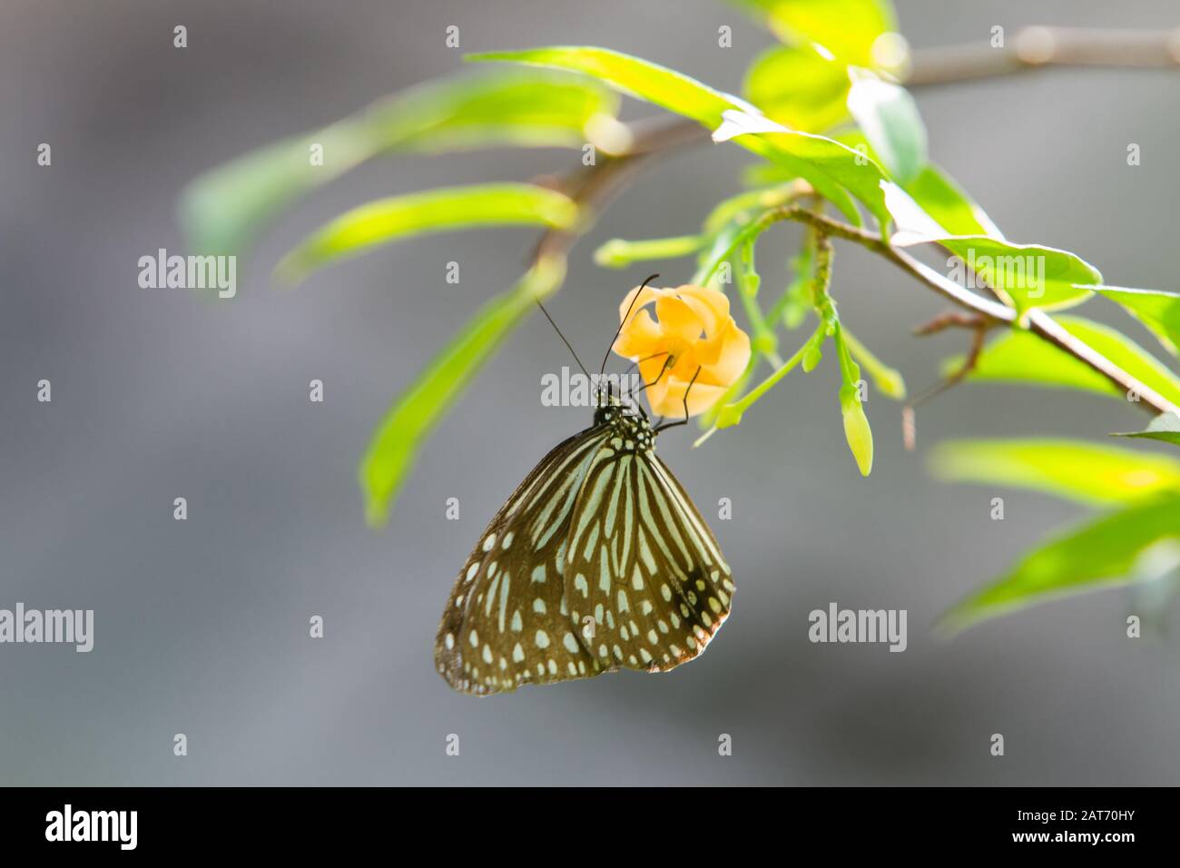 Black and yellow brush-footed butterflies of the danainae family on ...