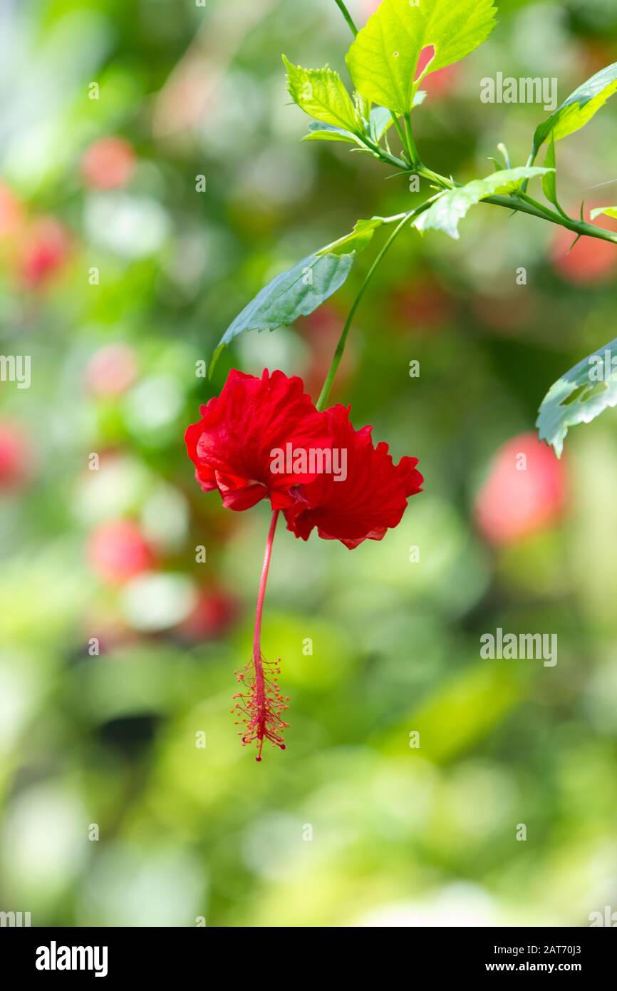 Close-up of hibiscus rosa-sinensis flower, known as Chinese hibiscus ...